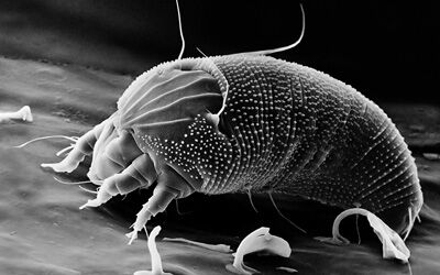 IAQ Launch Dust Mite Allergen Detection Kit